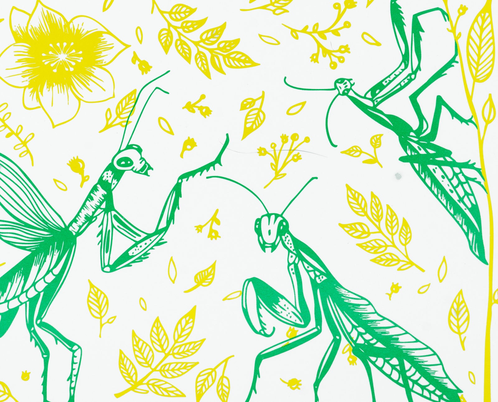 Praying Mantises Decomposition Book