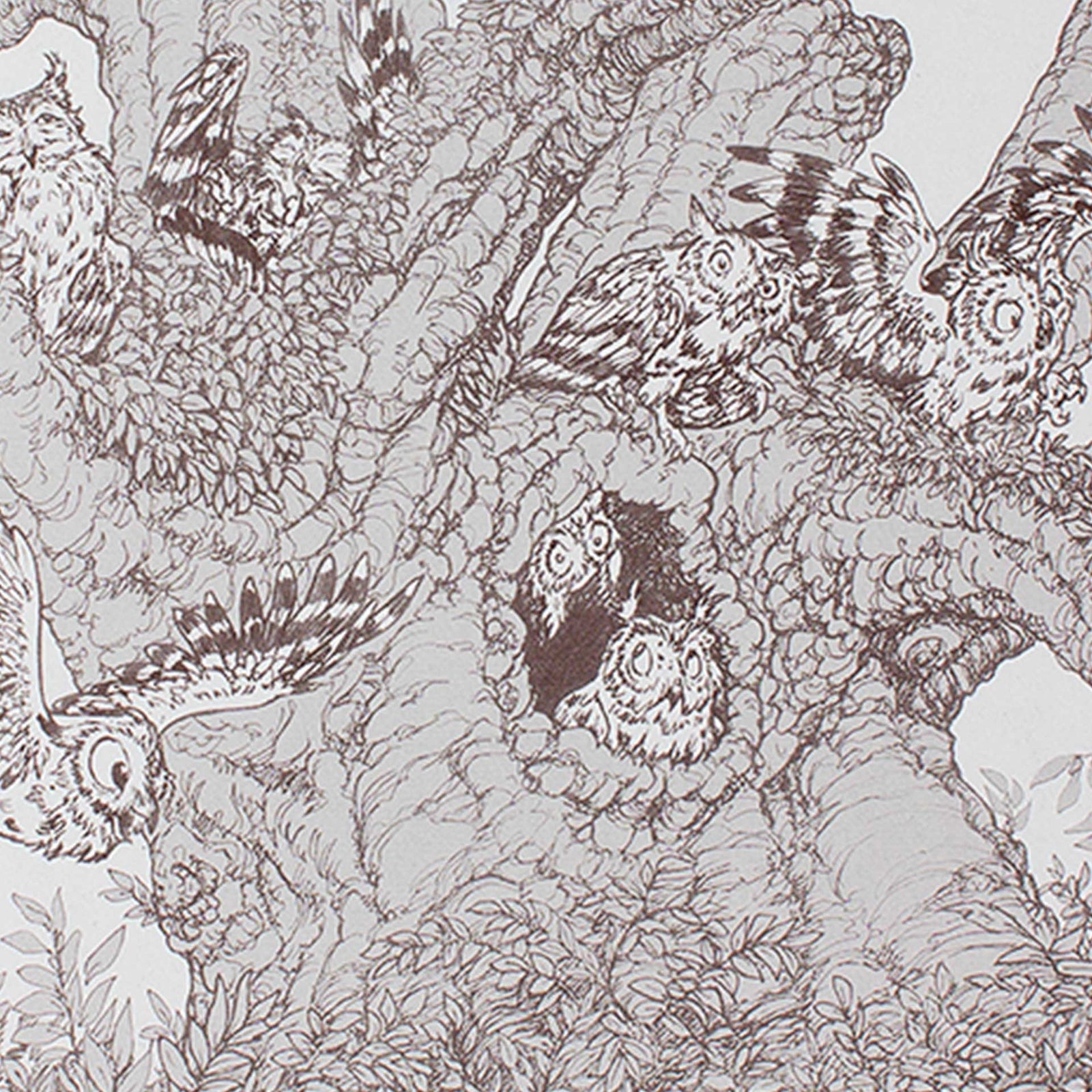 Screech Owls Decomposition Book